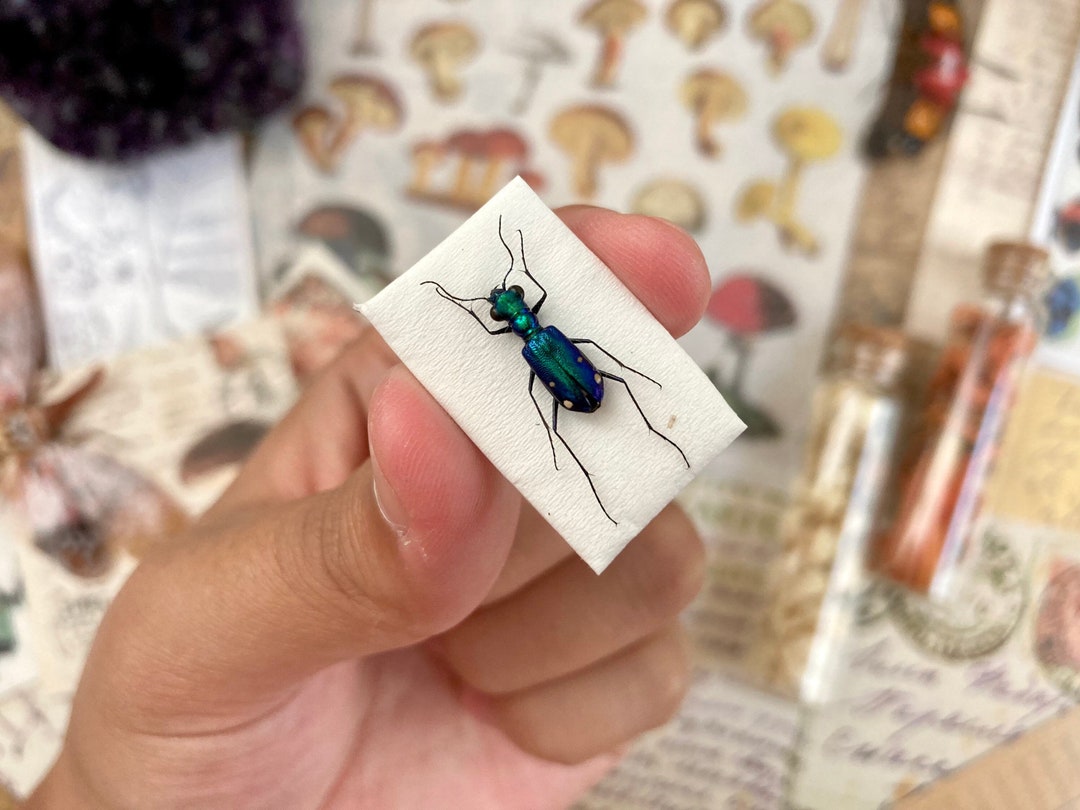 Tiger Beetles From Indonesia, Green & Purple Prothyma Quadriguttata - Etsy