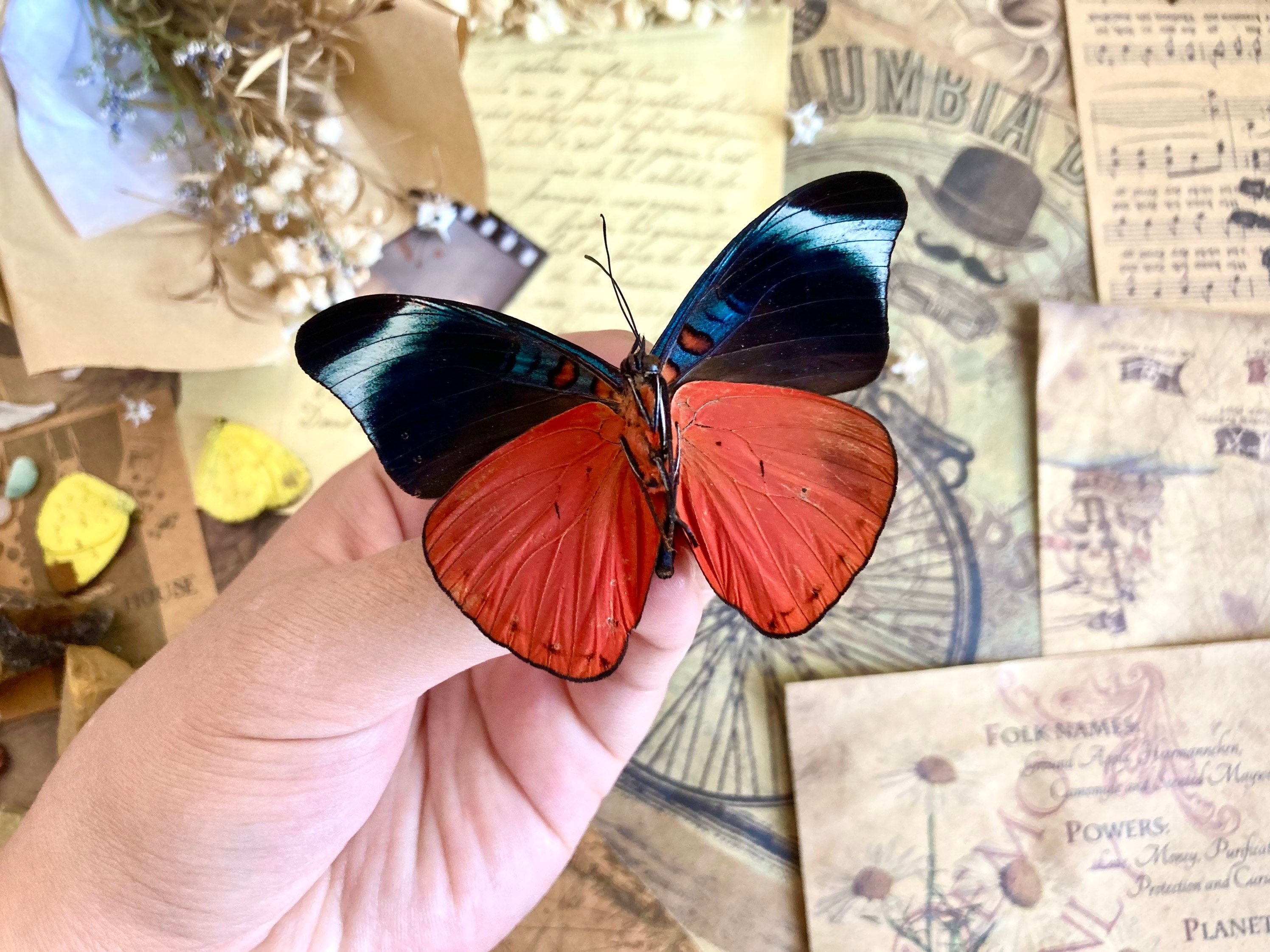 2 Pack Panacea Prola (red Flasher) Cusco, Butterfly, Spread for Your ...