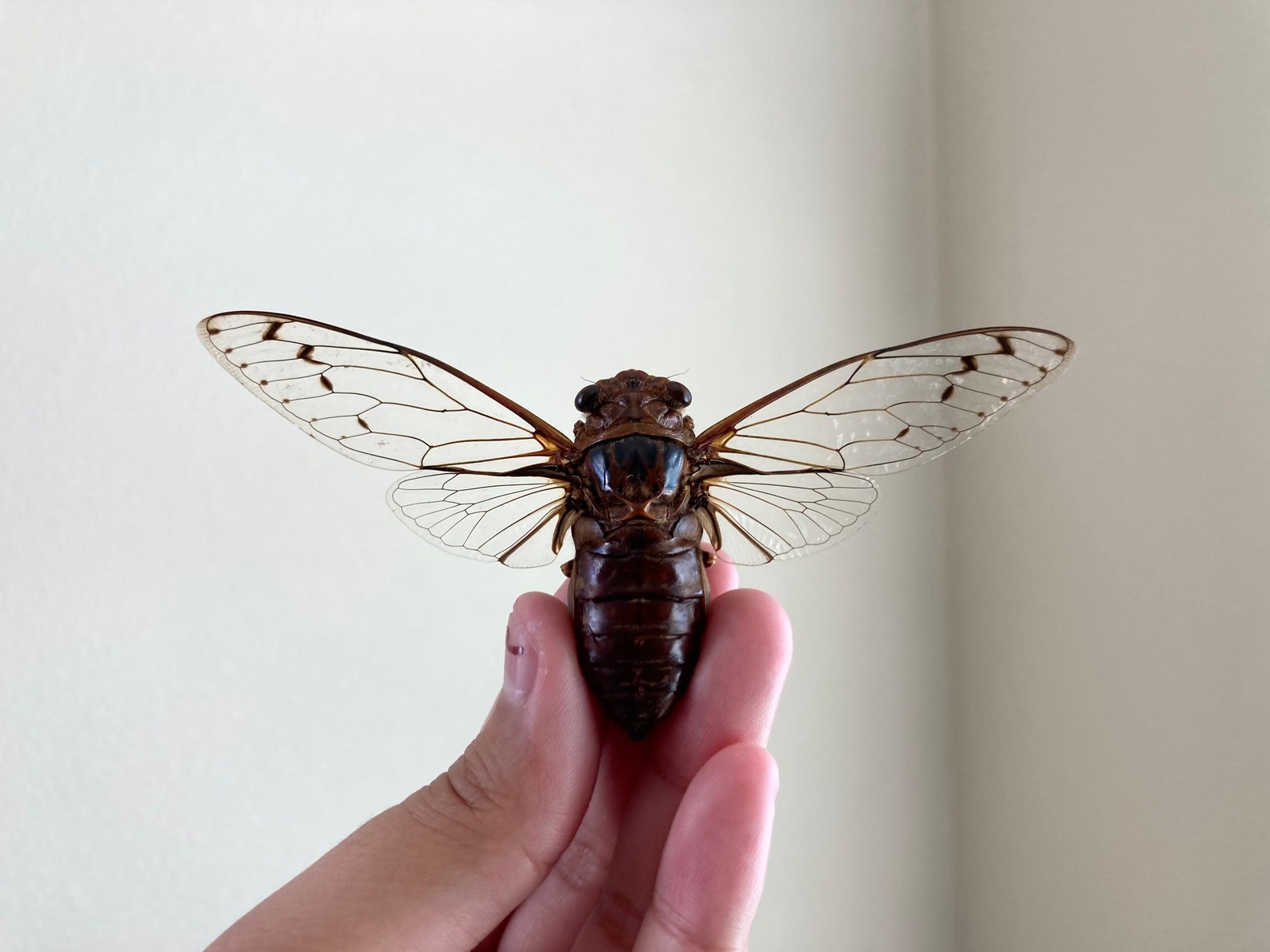 Cicada Sp Spread, Real Cicada, Clear Wing Cicada, Indonesia, Entomology ...