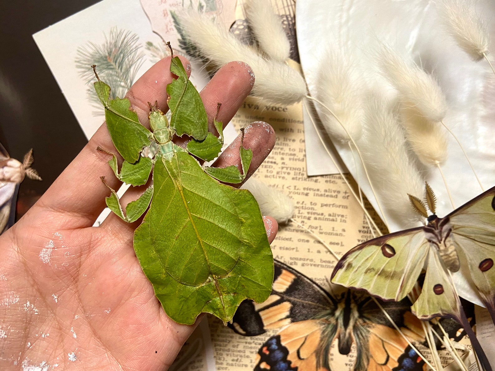 FEMALE Phyllium Pulchrifolium, Real Walking Leaf Stick Bug Green ...