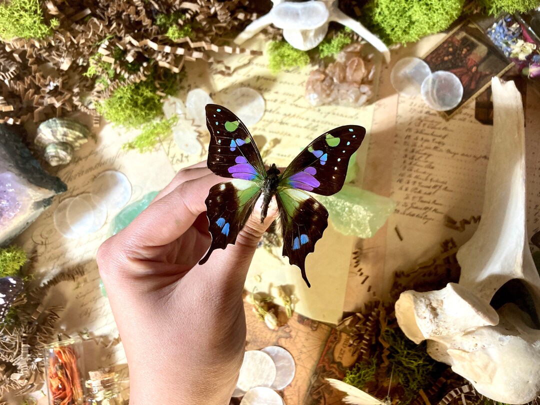 The Purple Spotted Swallowtail Butterfly - Graphium Weiskei - Dry ...