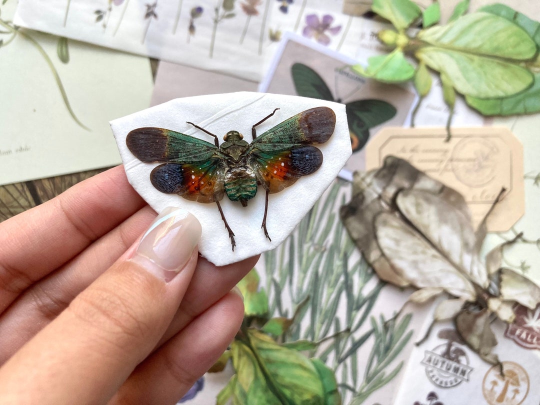 Penthicodes Farinosa Peleng, Lanternfly, One Lanternfly Penthicodes ...