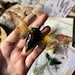 Huechys Sanguinea, Black and Scarlet Cicada, Real Cicada, Entomology ...