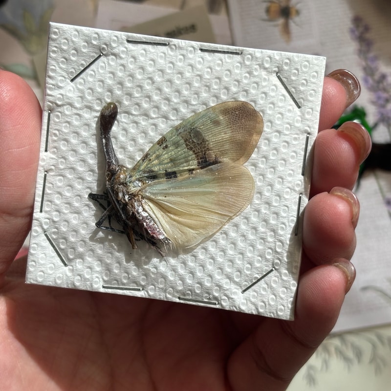 littlelaurenarts - Etsy