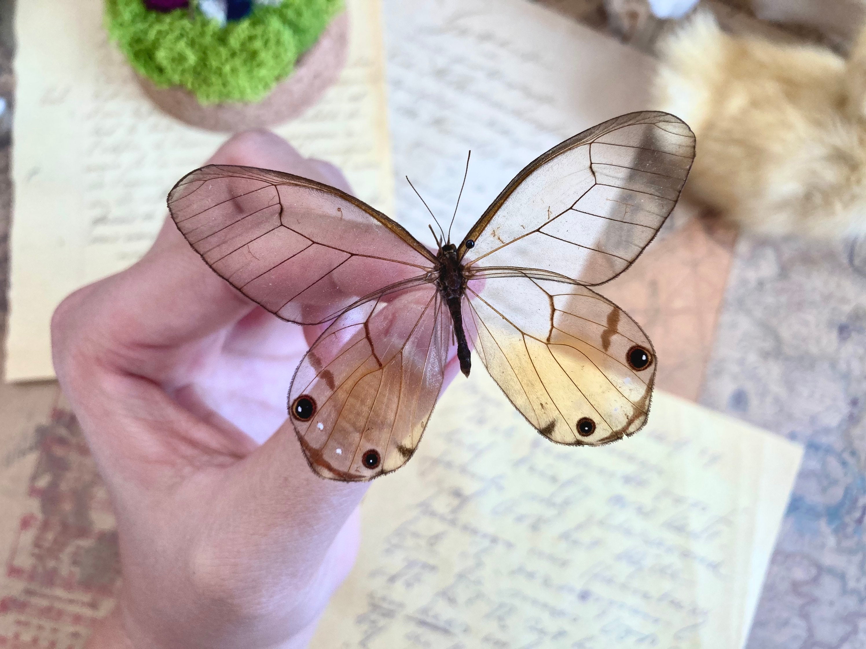 Haetera Piera Amber Phantom Glasswing Real Butterfly - Etsy UK
