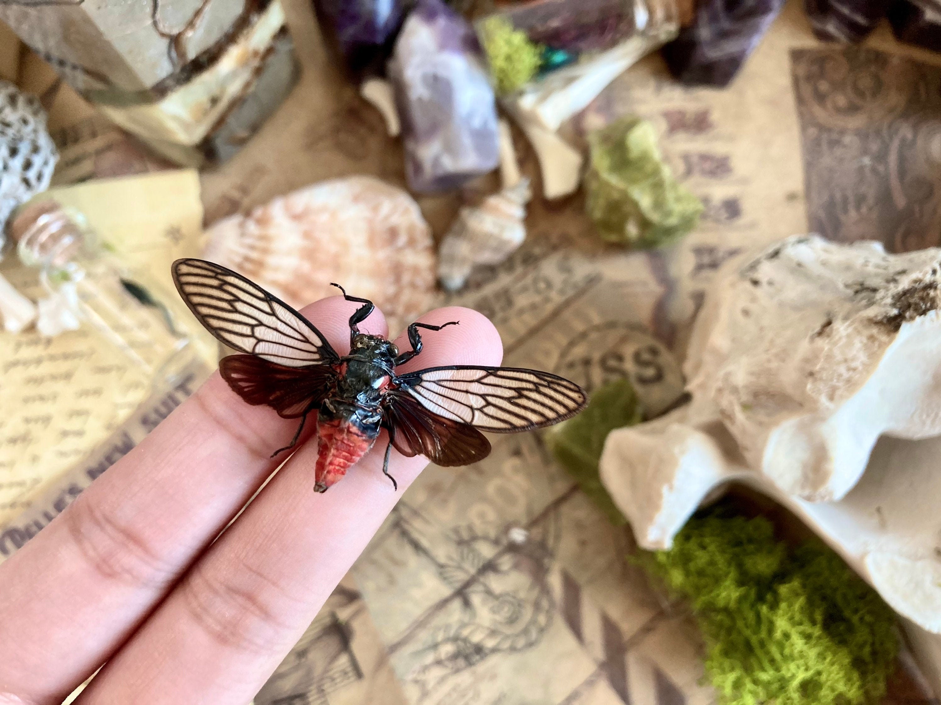 Spread Huechys Incarnata "red Devil" Cicadas, Huechys Incarnata, Red ...