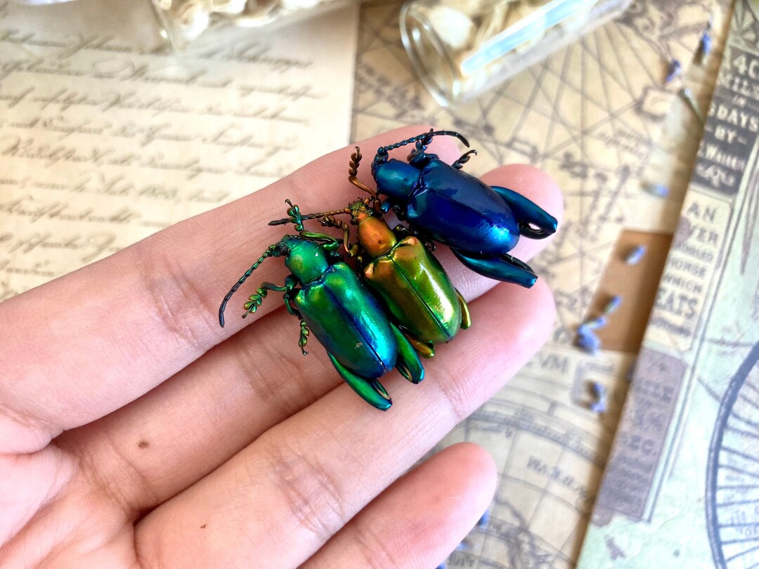 Trio of Frog Beetles, Sagra Longicollis, Real Beetles, Real Frog ...