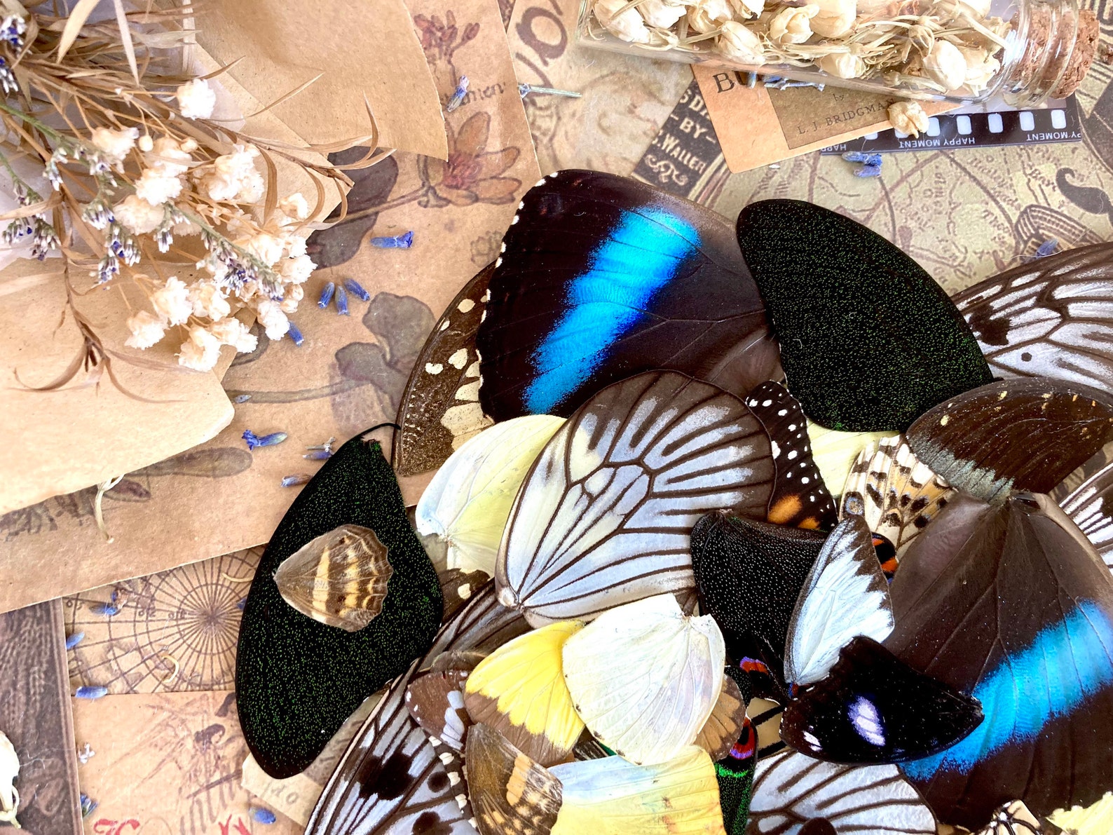 100 Butterfly Wings, A Grade Real Butterfly Wings, Wings for Crafts ...