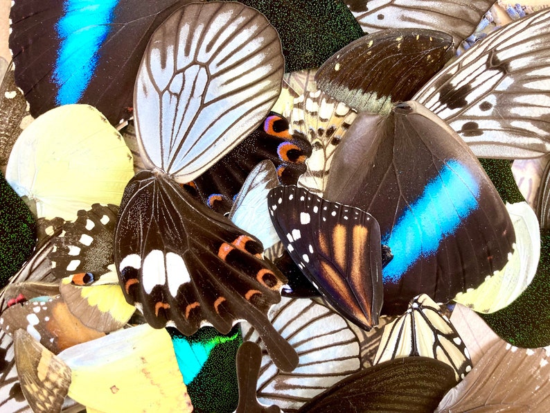 100 Butterfly Wings, A Grade Real Butterfly Wings, Wings for Crafts ...