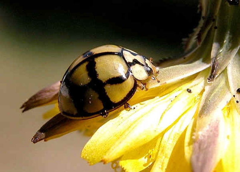 Tiny Netted Ladybugs, Yellow Black Ladybug, Netty Ladybird (beetle ...