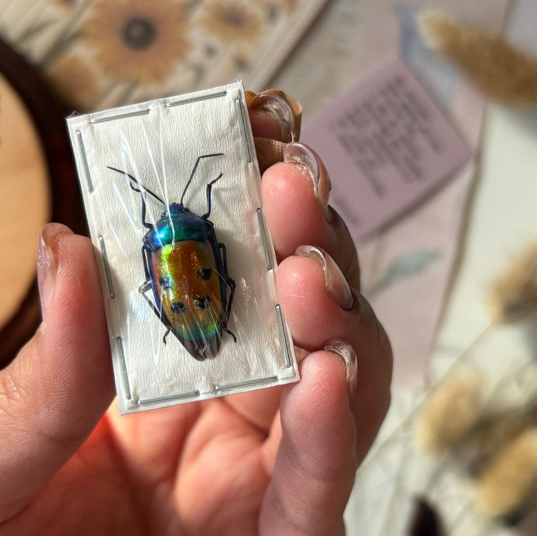 Rainbow Shield Beetle, Iridescent Rainbow Beetle, Calliphara Ceasar ...