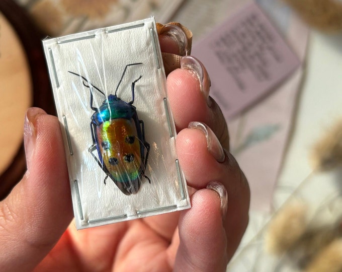Rainbow Shield Beetle, Iridescent Rainbow Beetle, Calliphara Ceasar ...