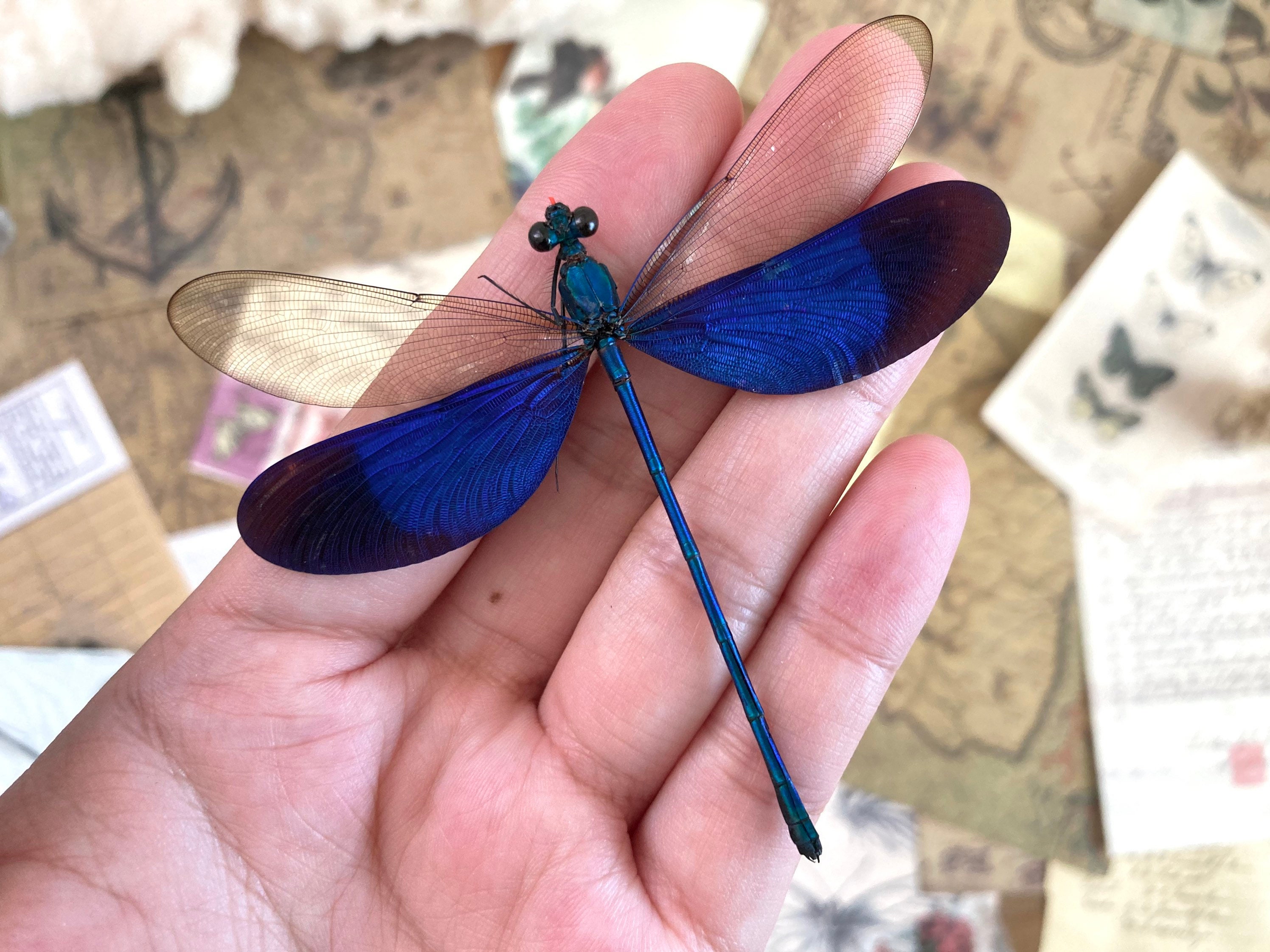 Neurobasis Kaupi Spread Sulawesi Blue Clear Dragonfly - Etsy