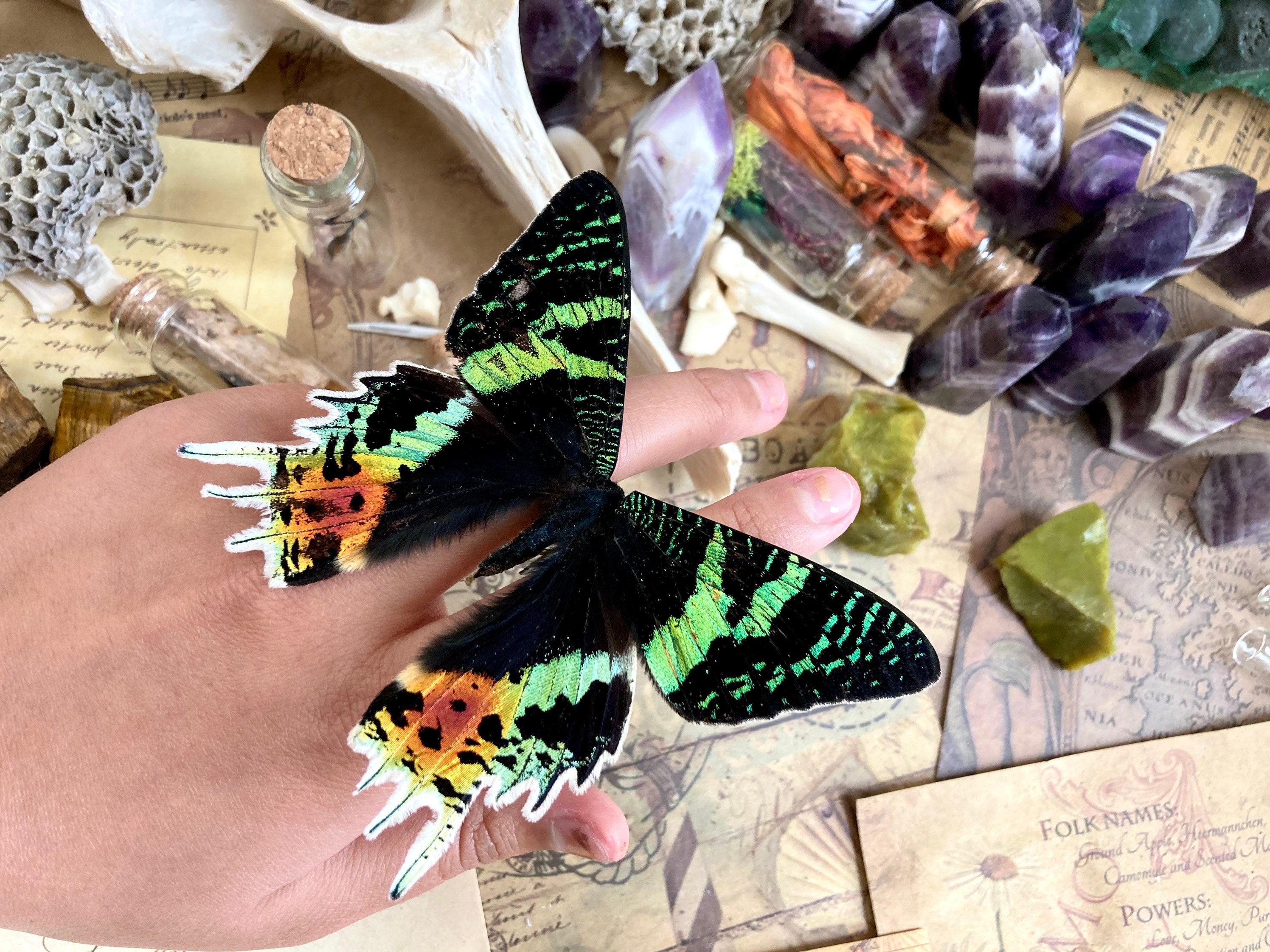 Urania Ripheus One Real Madagascar Sunset Moth Butterfly - Etsy