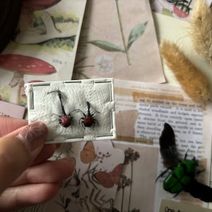 PAIR Giraffe Weevils, Trachelophorus Giraffa PAIRS, Entomology, Real ...