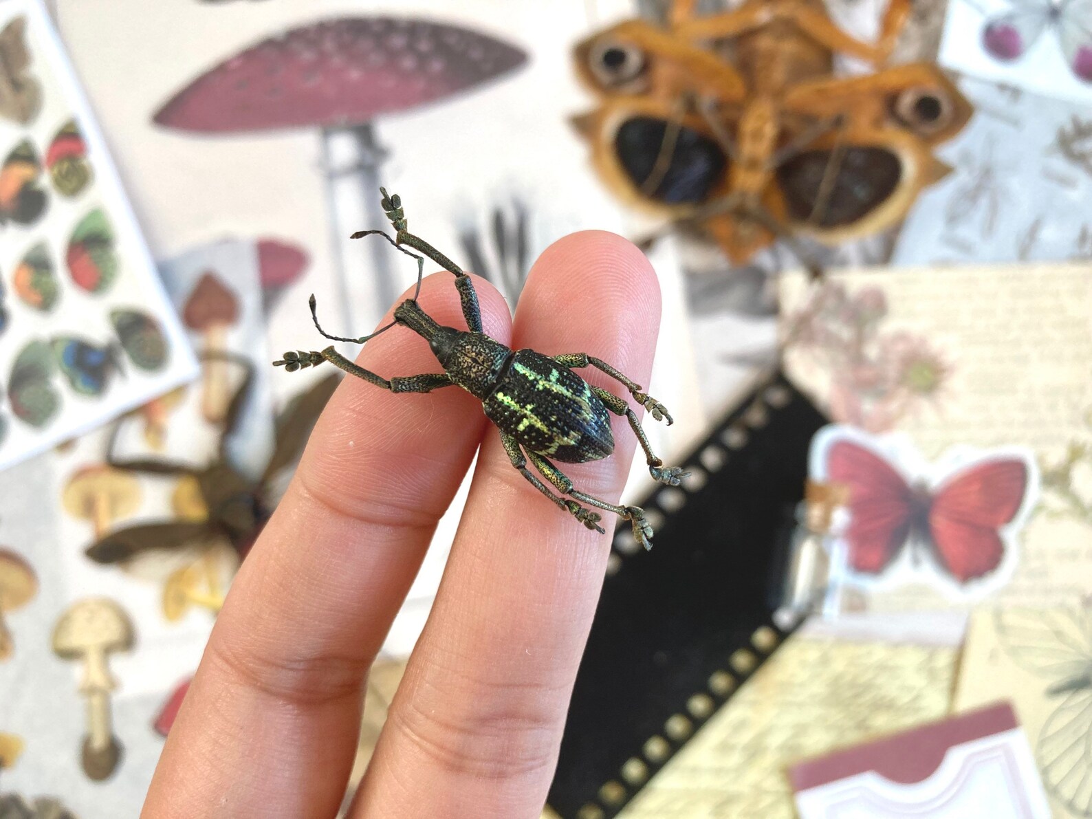 Colorful Weevil Beetle Rhinoscapha Basilica Real Weevil - Etsy