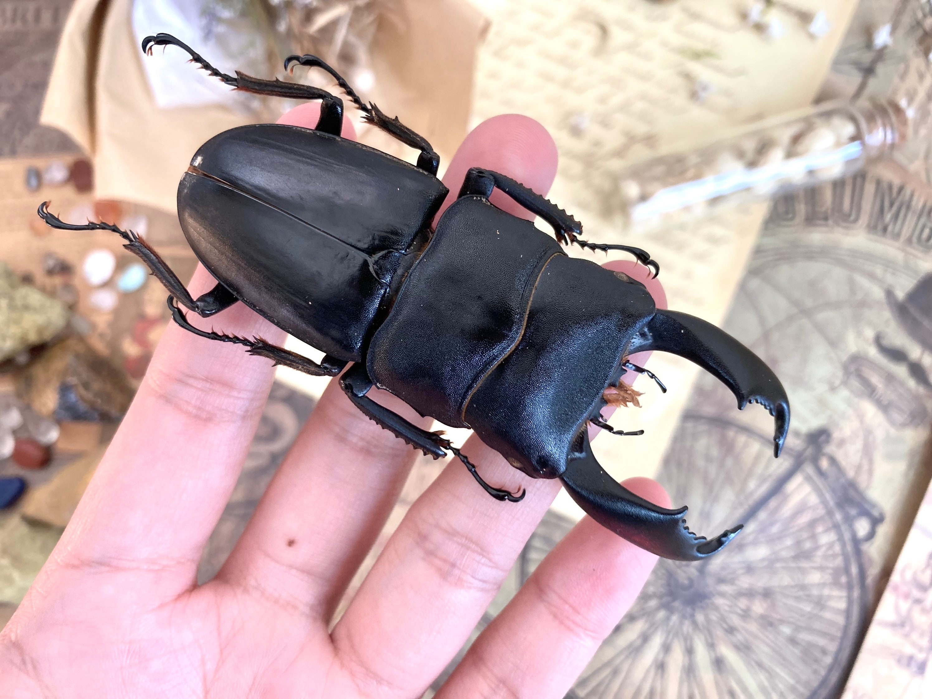 Dorcus Titanus Typhon 70-75mm Indonesia Large Beetle - Etsy