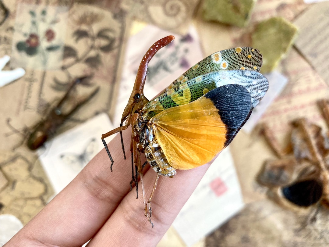 Pyrops Candelaria, Unmounted, Green Yellow Lanternfly, Real Lanternfly ...