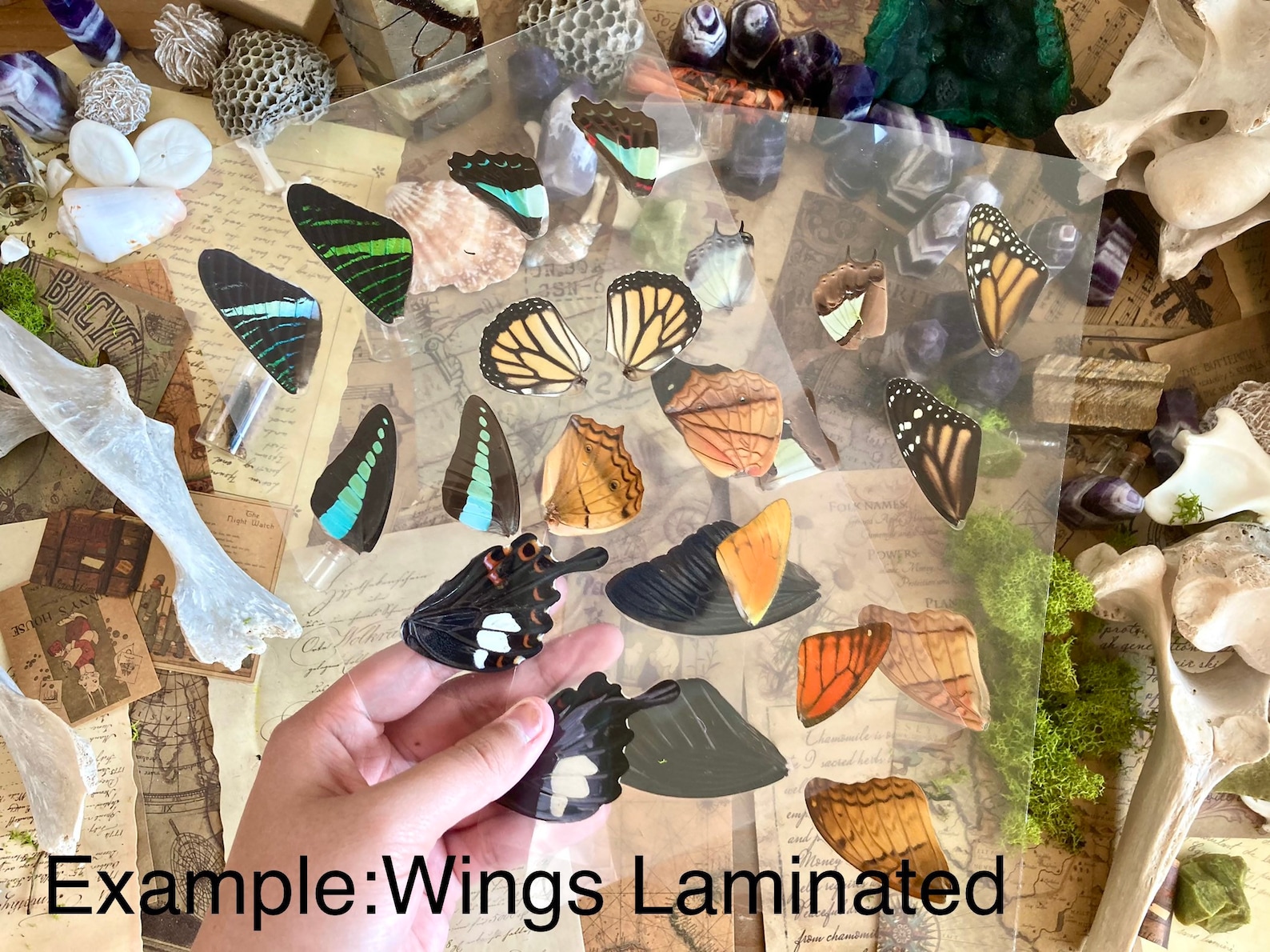 Attacus Atlas Moth Papered Specimen MALE and FEMALE Spcimens, Real ...