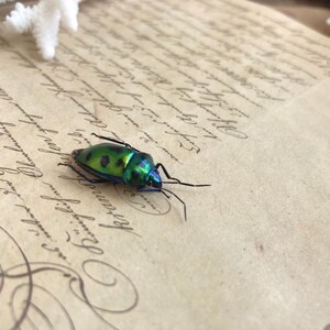 Jewel Bug, Calliphara Nobilis, Arthropoda, Entomology, Insects, Real ...