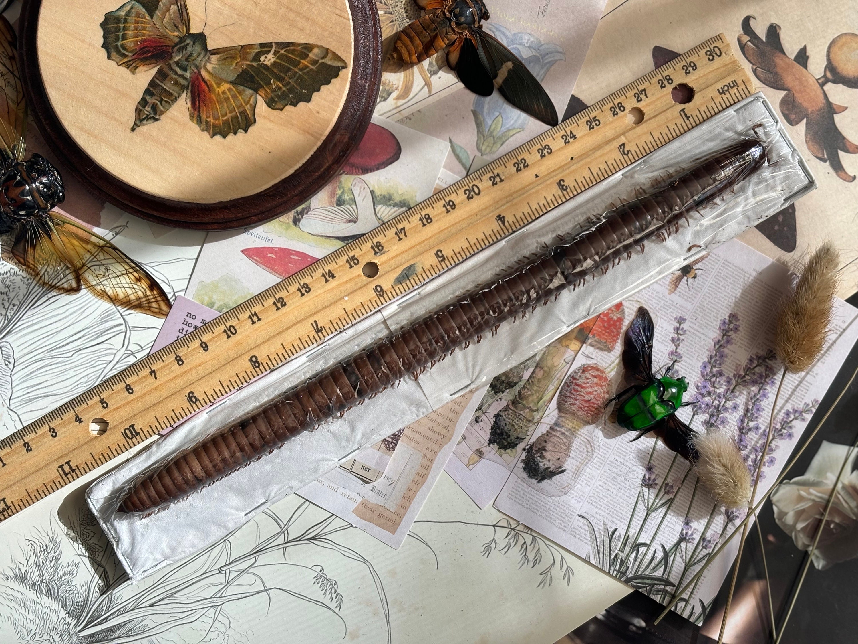 Real GIANT Scarlet Millipede, Trigoniulus Corallinus, Giant Specimen ...