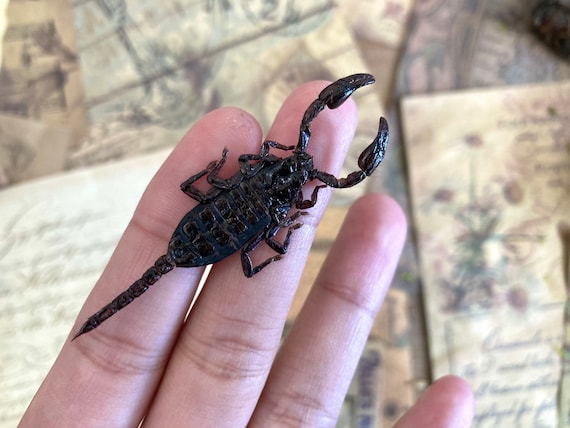 Smallest Scorpion In The World