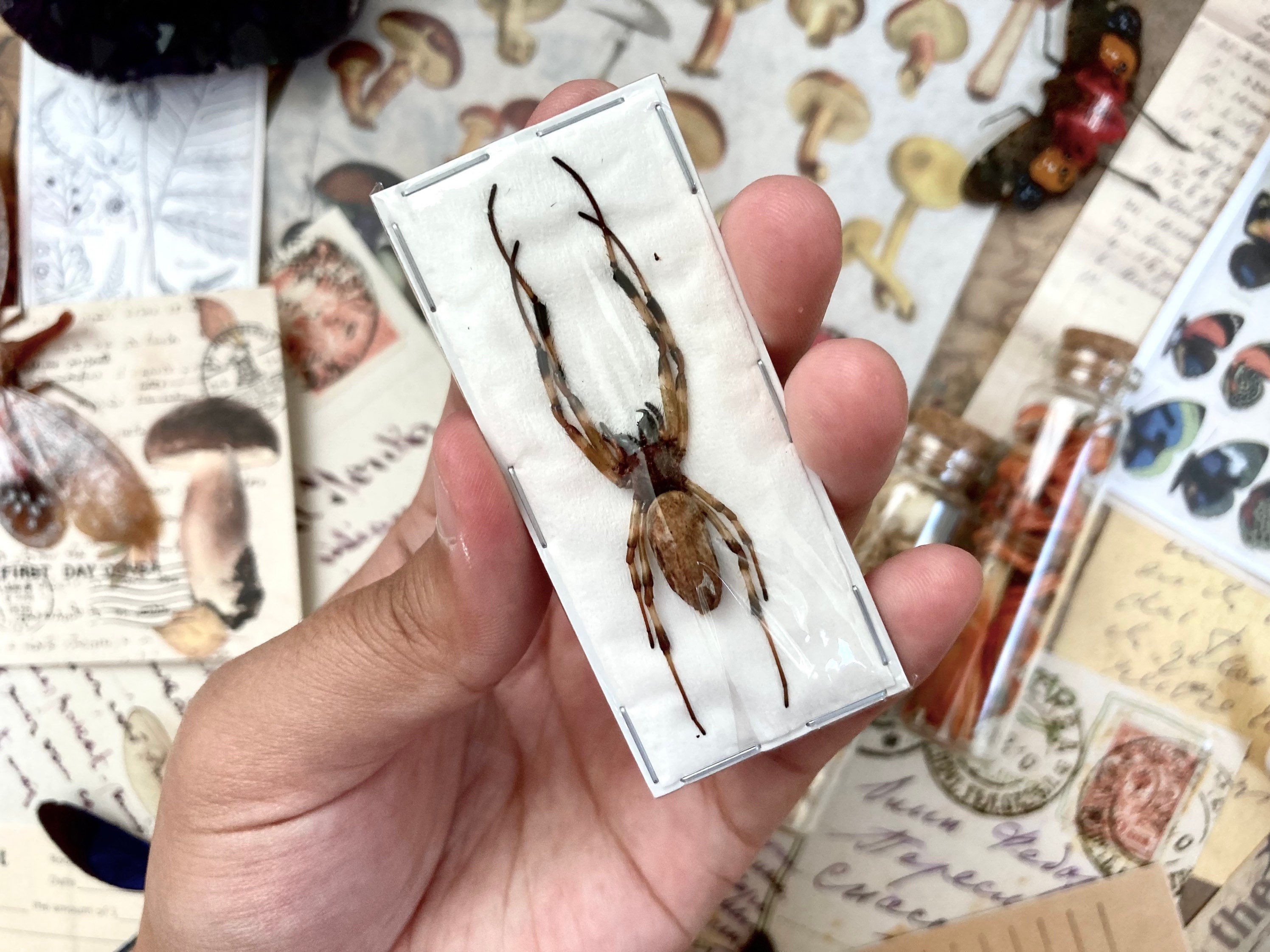 Asian Hermit Spider Nephilengys Malabarensis Real Spider - Etsy