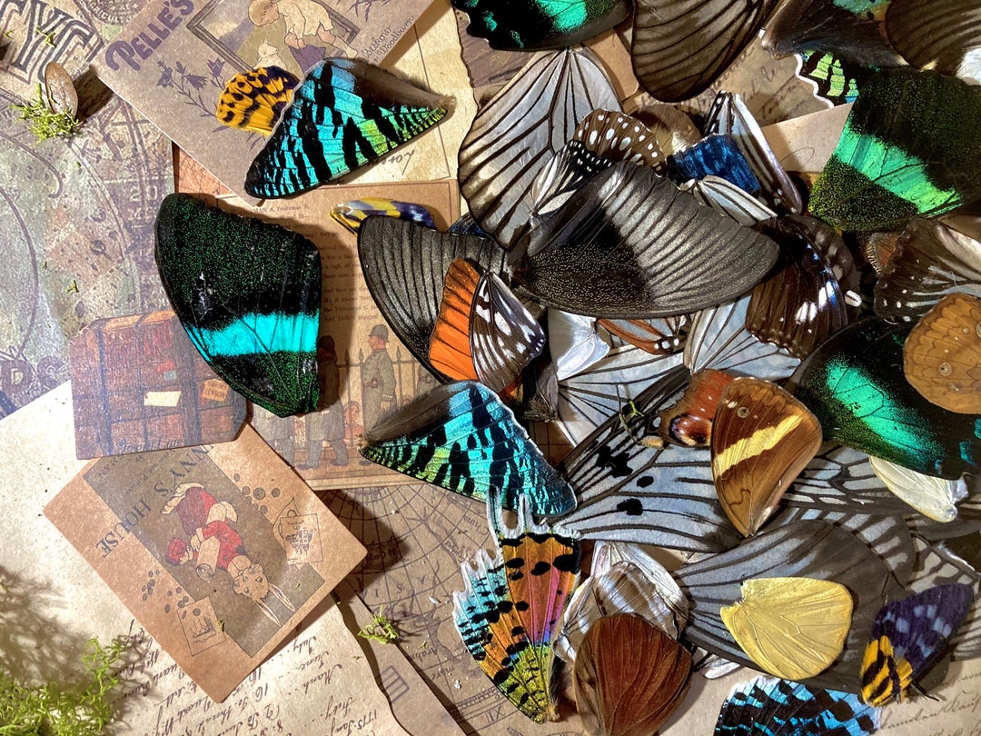 25, 50, 100 A Grade Real Butterfly Wings, Wings for Crafts, Laminated ...