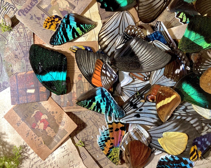 25, 50, 100 A Grade Real Butterfly Wings, Wings for Crafts, Laminated ...