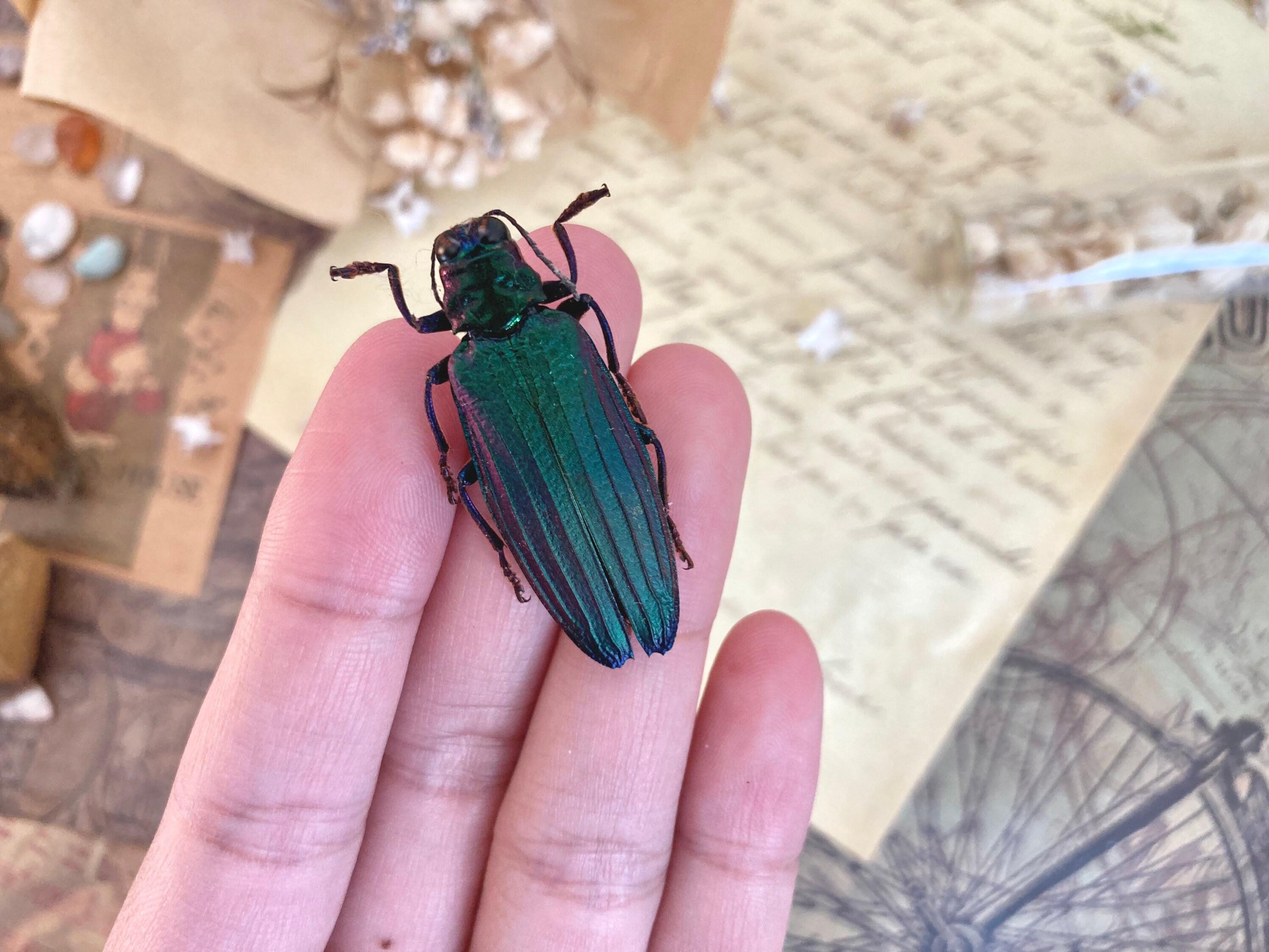 Demochroa Detanii, Real Beetle, Buprestidae, Entomology - Etsy