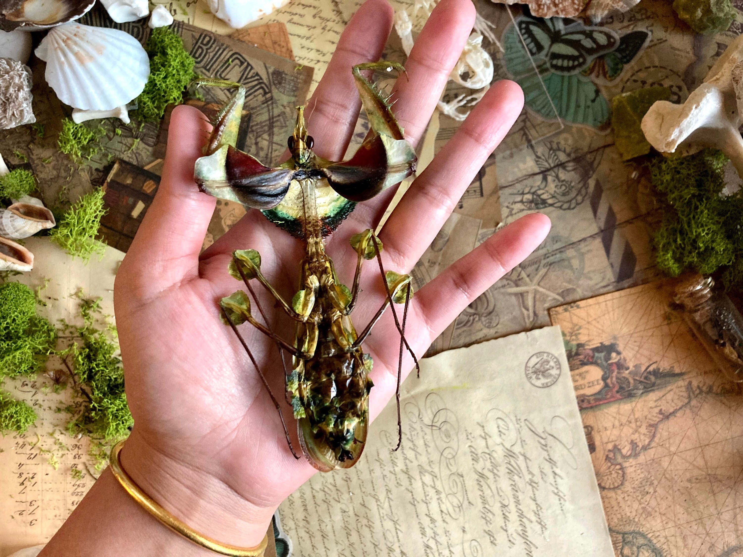 RARE Idolomantis diabolica Giant Devil's Flower Mantis | Etsy