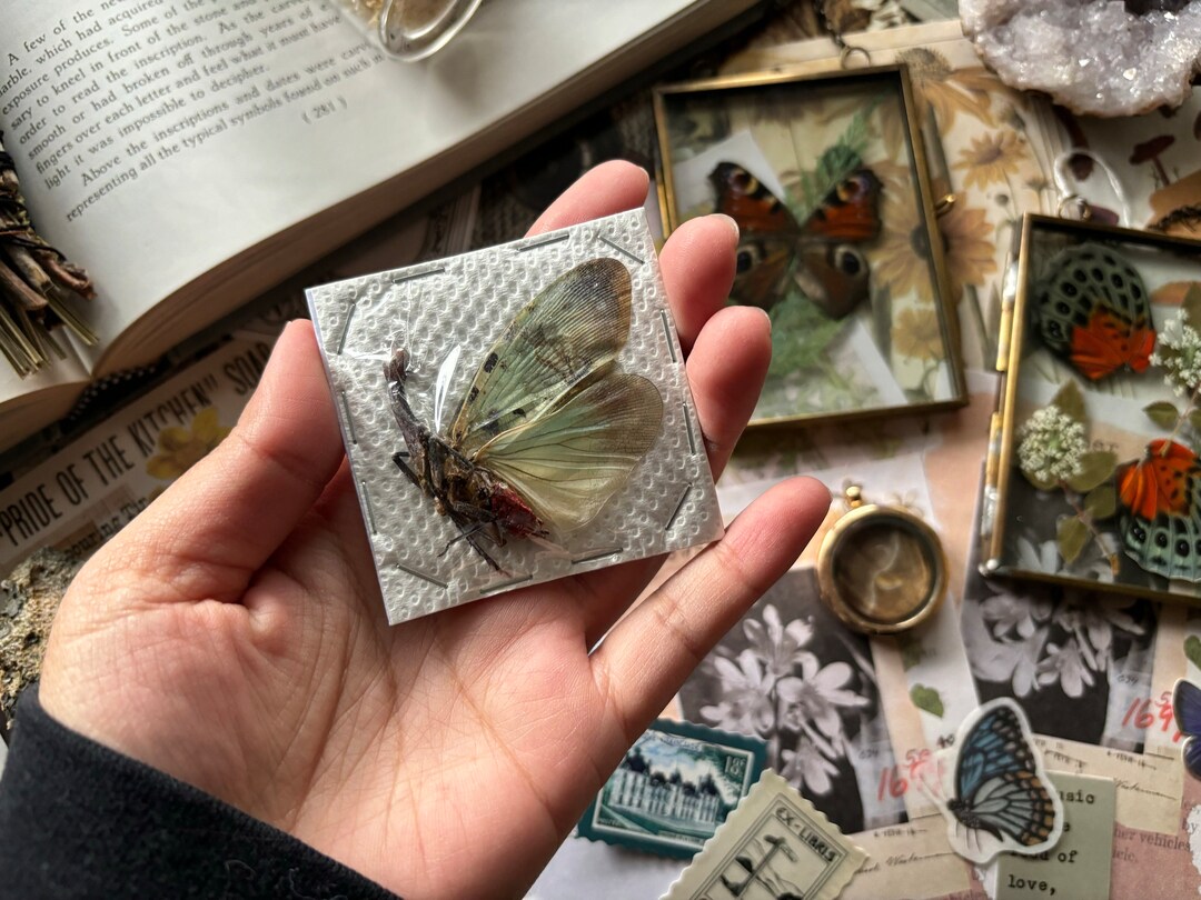 Pyrops Clavata Mizunumai, White Blue Lanternfly, Entomology, Real ...