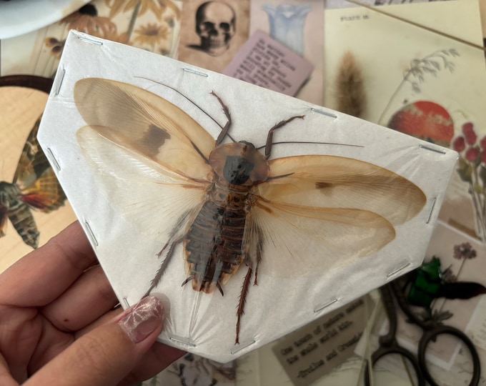 Spread Brown Roach, Roach Sp. 34, Real Roach, Cockroach, Entomology ...