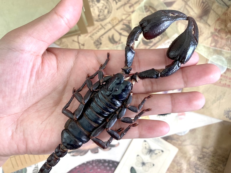 Heterometrus Laoticus Giant Emperor Scorpion, Thailand, Giant Scorpion ...