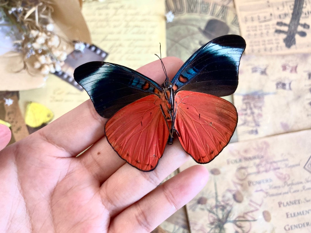 Panacea Prola (red Flasher) Cusco, Butterfly, Spread for Your Project ...