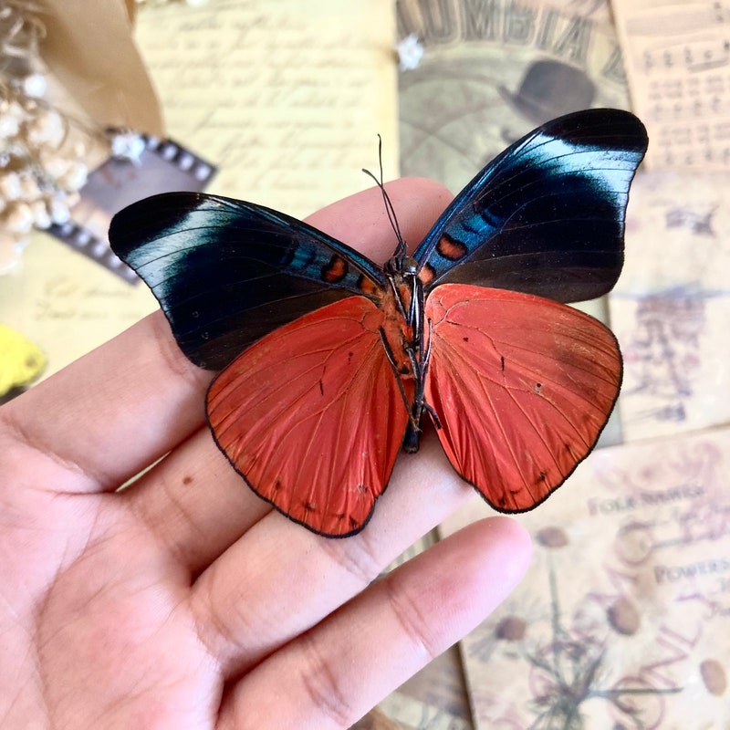 Peruvian Butterflies - Etsy