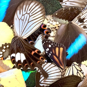 25, 50, 100 A Grade Real Butterfly Wings, Wings for Crafts, Laminated ...