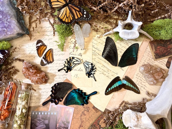 10 A Grade FANCY Real Butterfly Wings Jewelry Making Supply - Etsy