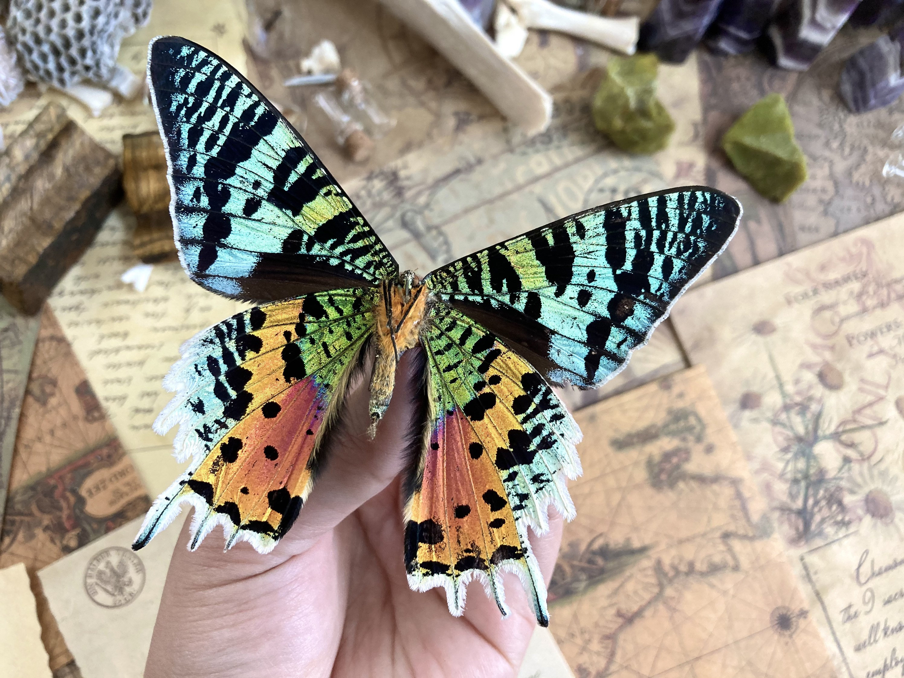 Urania Ripheus One Real Madagascar Sunset Moth Butterfly - Etsy