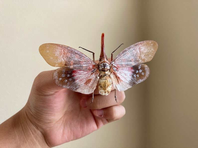 Pyrops Sultanus (spread), Lanternfly, Leaf Hopper, Entomology, Spread ...