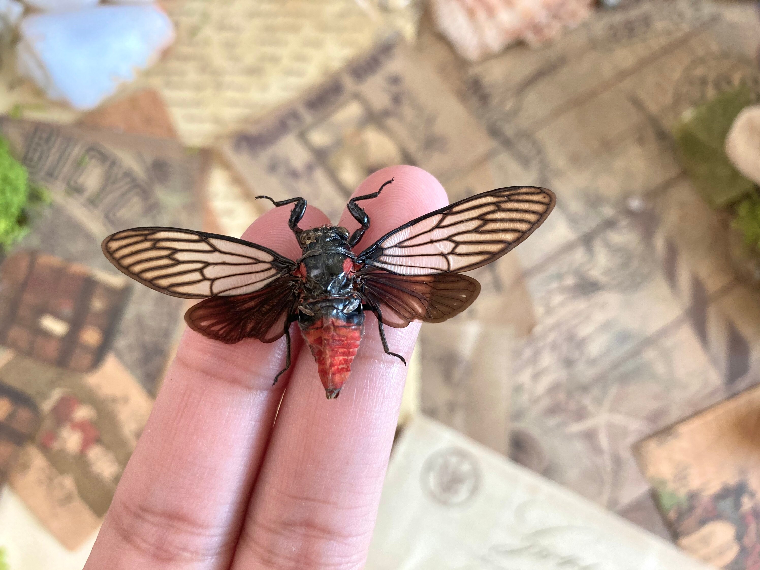 Spread Huechys Incarnata "red Devil" Cicadas, Huechys Incarnata, Red ...