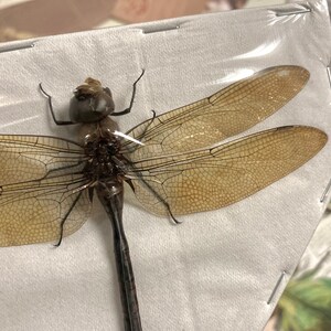 Giant Green Emperor Dragonfly, Anax Gibbosulus, Real Damselfly, Giant ...