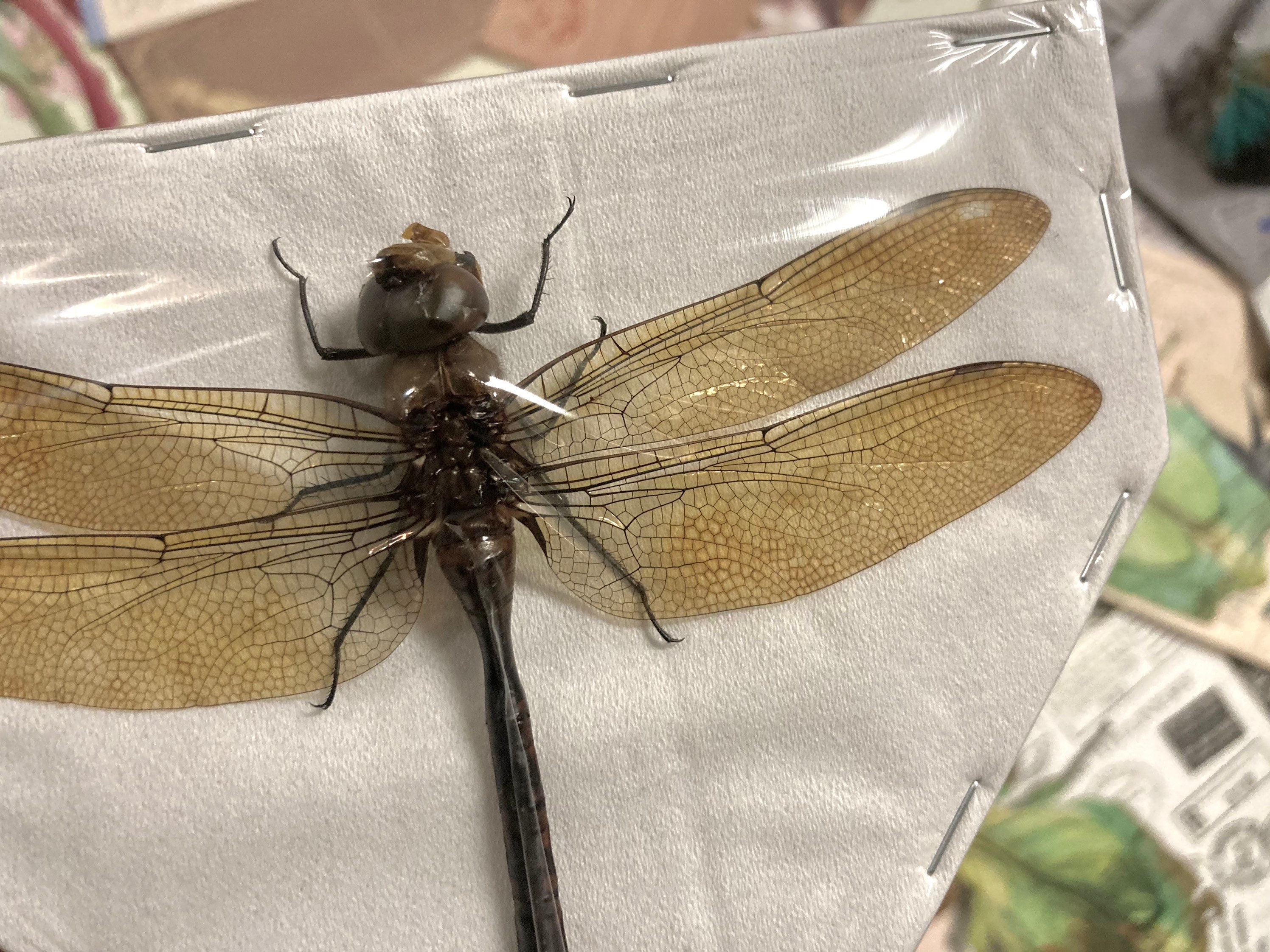 Giant Green Emperor Dragonfly, Anax Gibbosulus, Real Damselfly, Giant ...