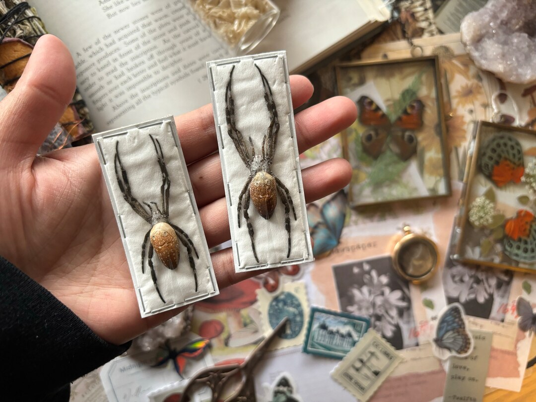 Cyrtophora Moluccensis, Tent-web Spider, Orb-weaver, Dome-web Spider ...