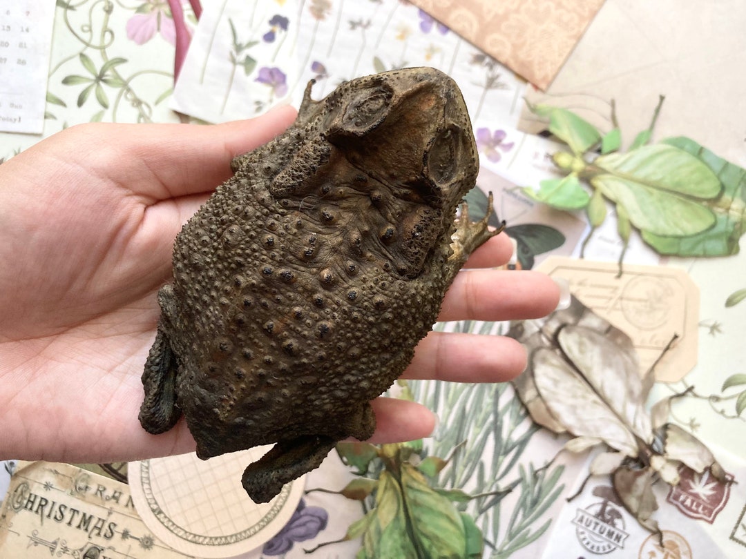 Duttaphrynus Melanostictus (sitting), Asian Common Toad, Black-spined ...