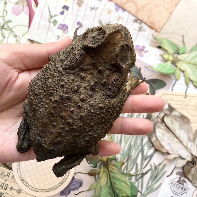 Toad House - Etsy