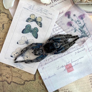 One Bird Eating Spider From Peru Hapalotremus Carabaya ,arachnid , for ...