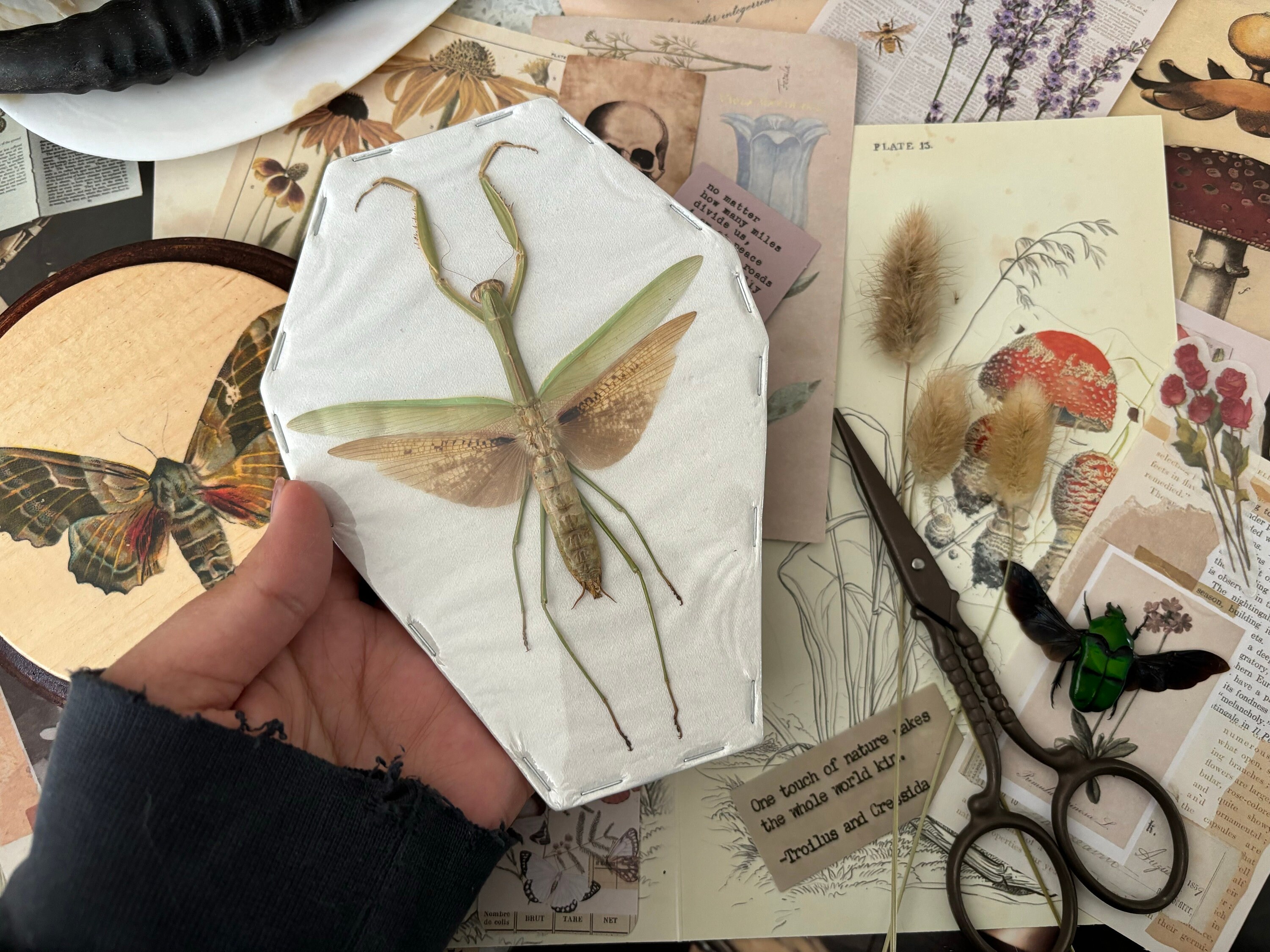 Japanese Giant Mantis, Tenodera Aridifolia, Entomology, Spread and ...