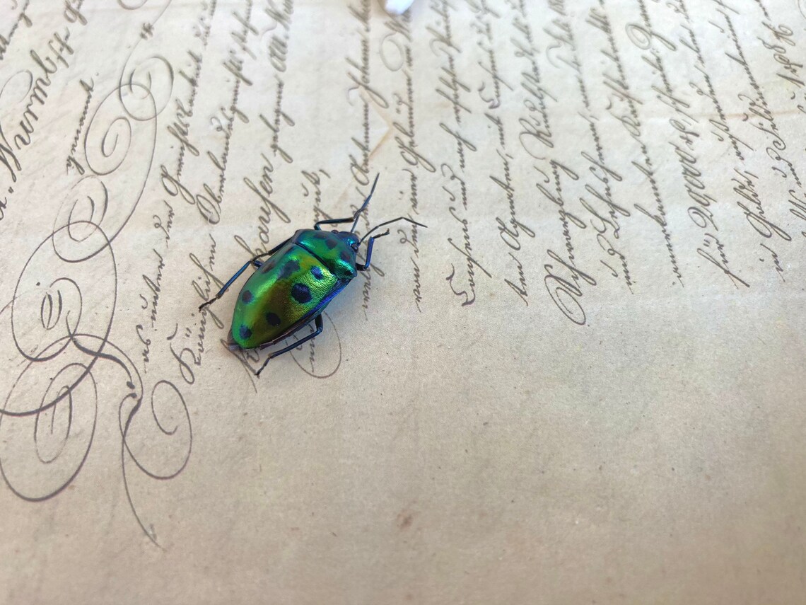 Jewel Bug, Calliphara Nobilis, Arthropoda, Entomology, Insects, Real ...