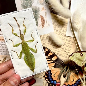 Bramble Leaf Insect, Phyllium Tobeloense Bhaskarai (M), Real Walking ...
